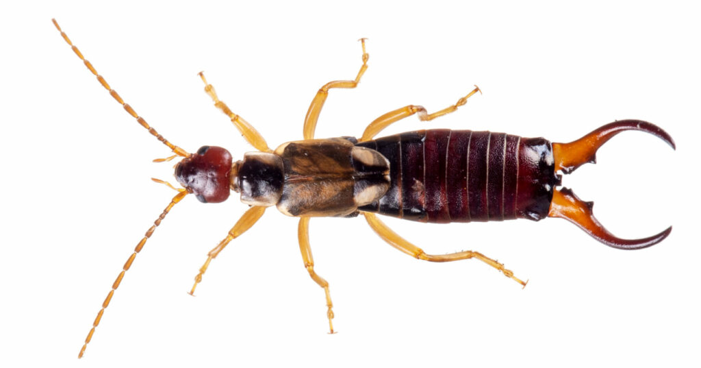 How To Get Rid of Earwigs