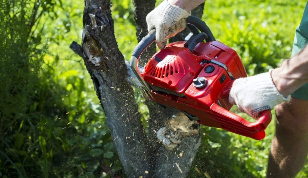 How Much Does Tree Removal Cost? (2024 Guide)