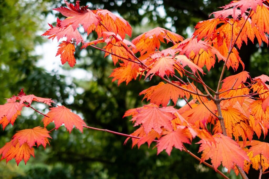 Everything You Need To Know about Emperor Japanese Maple Trees – This ...