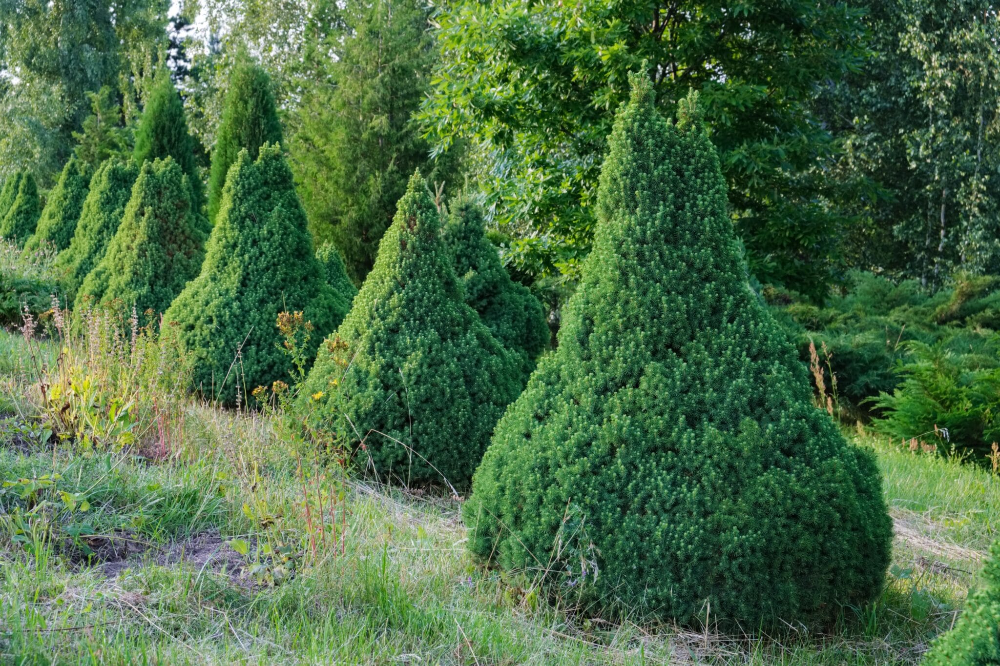 Everything You Need to Know About Bing Cherry Trees