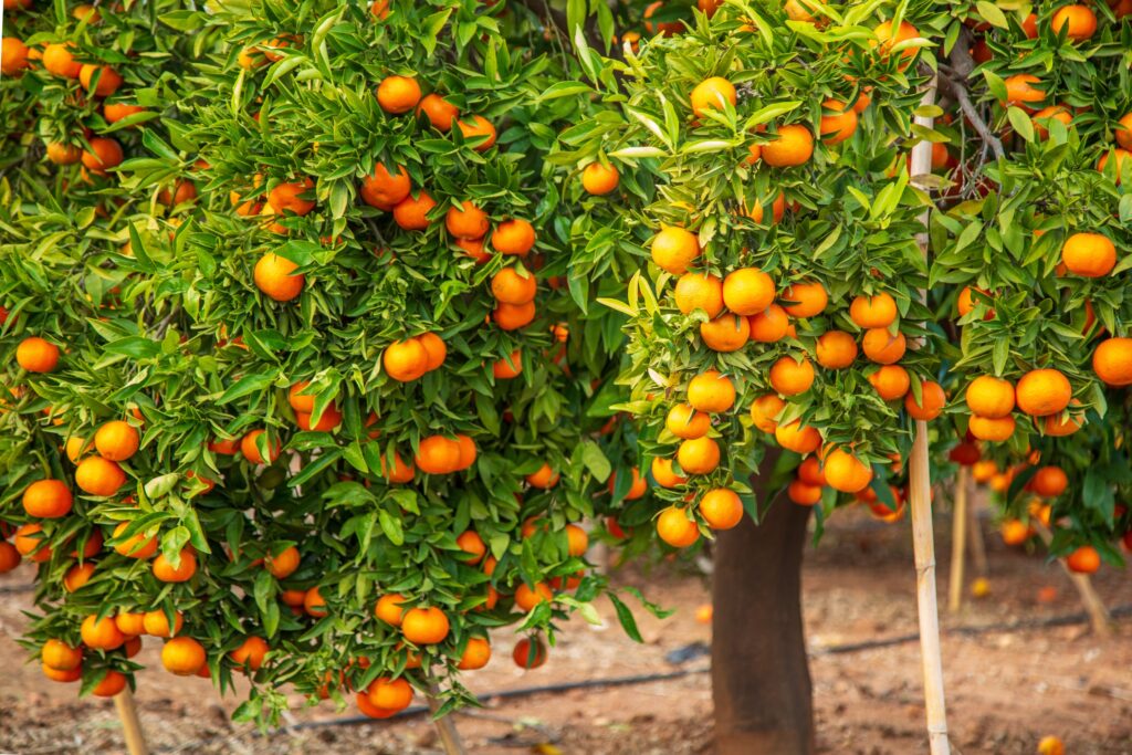 Everything You Need to Know About Clementine Trees