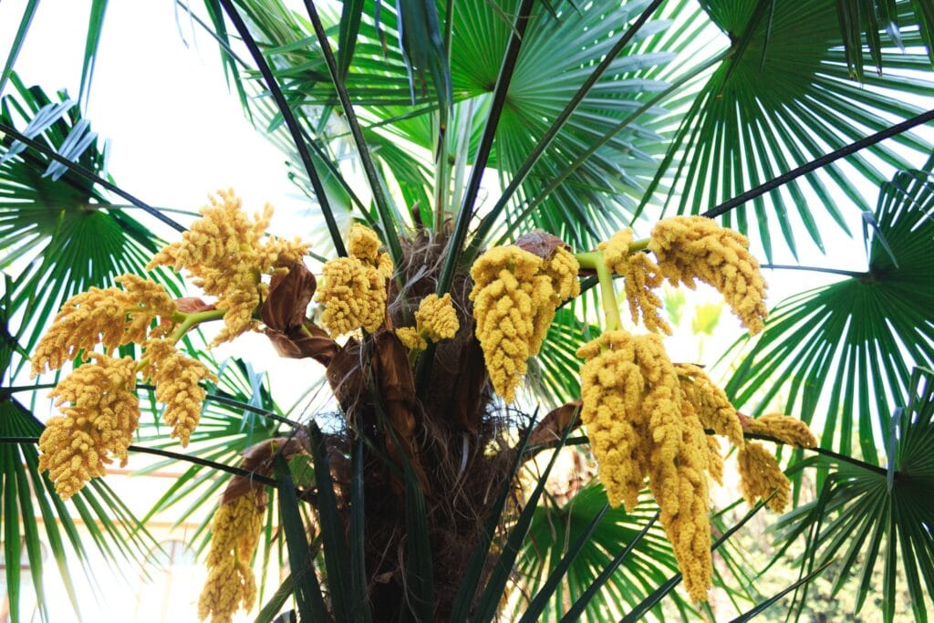 Everything You Need to Know About Windmill Palm Trees