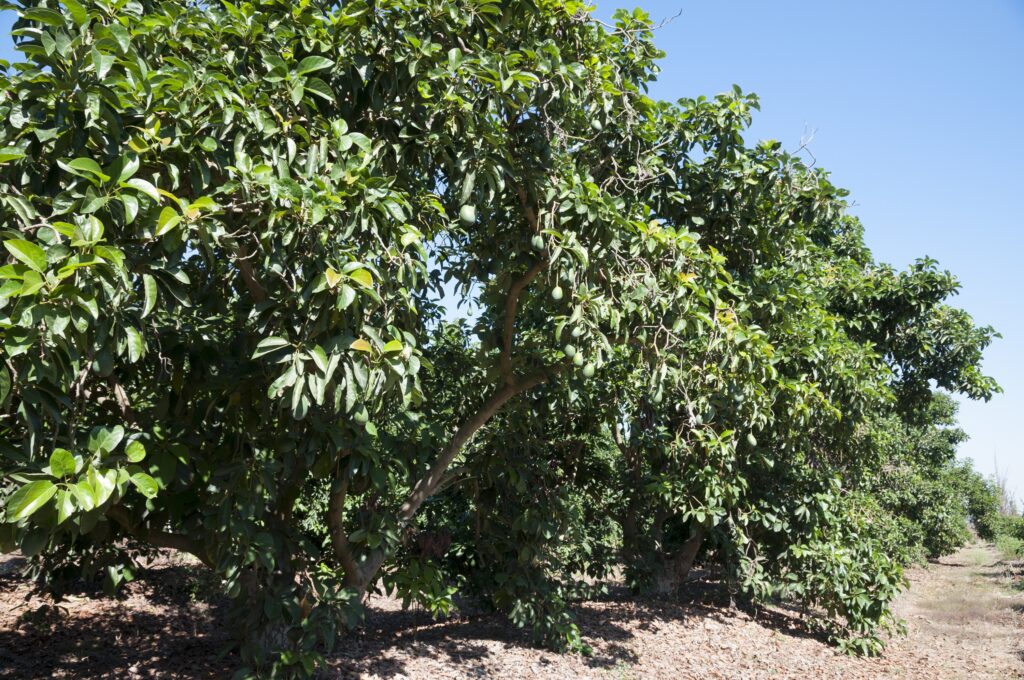 Everything You Need to Know About Bing Cherry Trees
