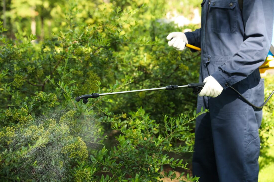 Small Black Bugs: Identification and Control