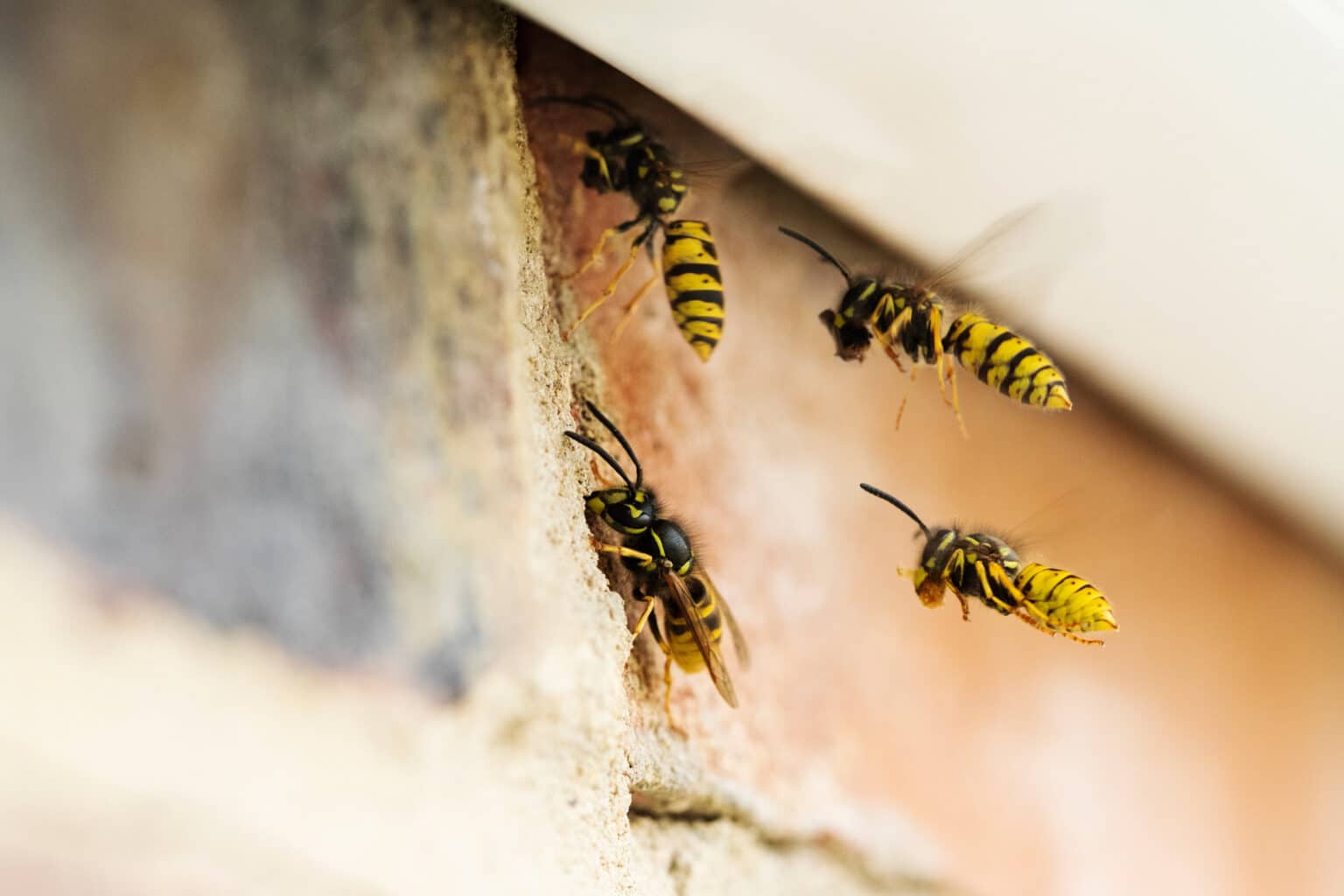 How Much Does Bee Removal Cost? (2025 Guide)