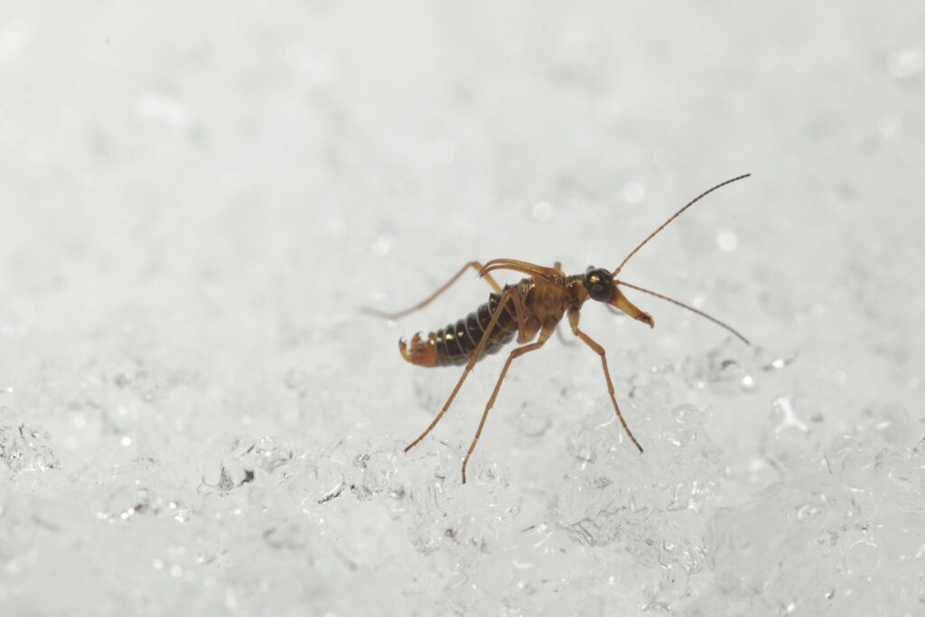 Where Do Bugs Go in the Winter?