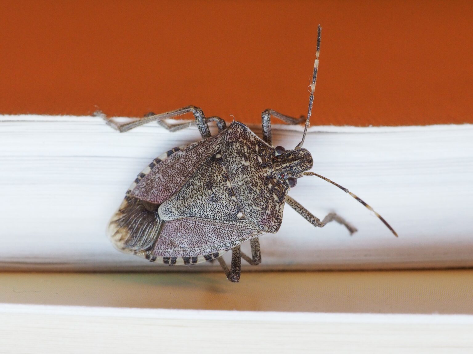 A Guide to Clover Mites: How To Identify Tiny Red Bugs