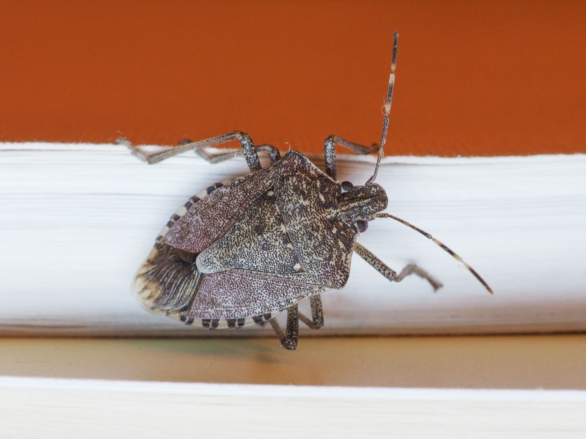 A Guide to Clover Mites: How To Identify Tiny Red Bugs