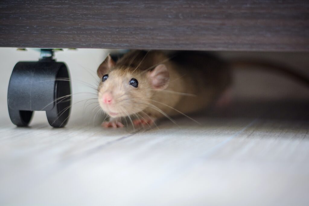 Pro Pacific Pest Control Review