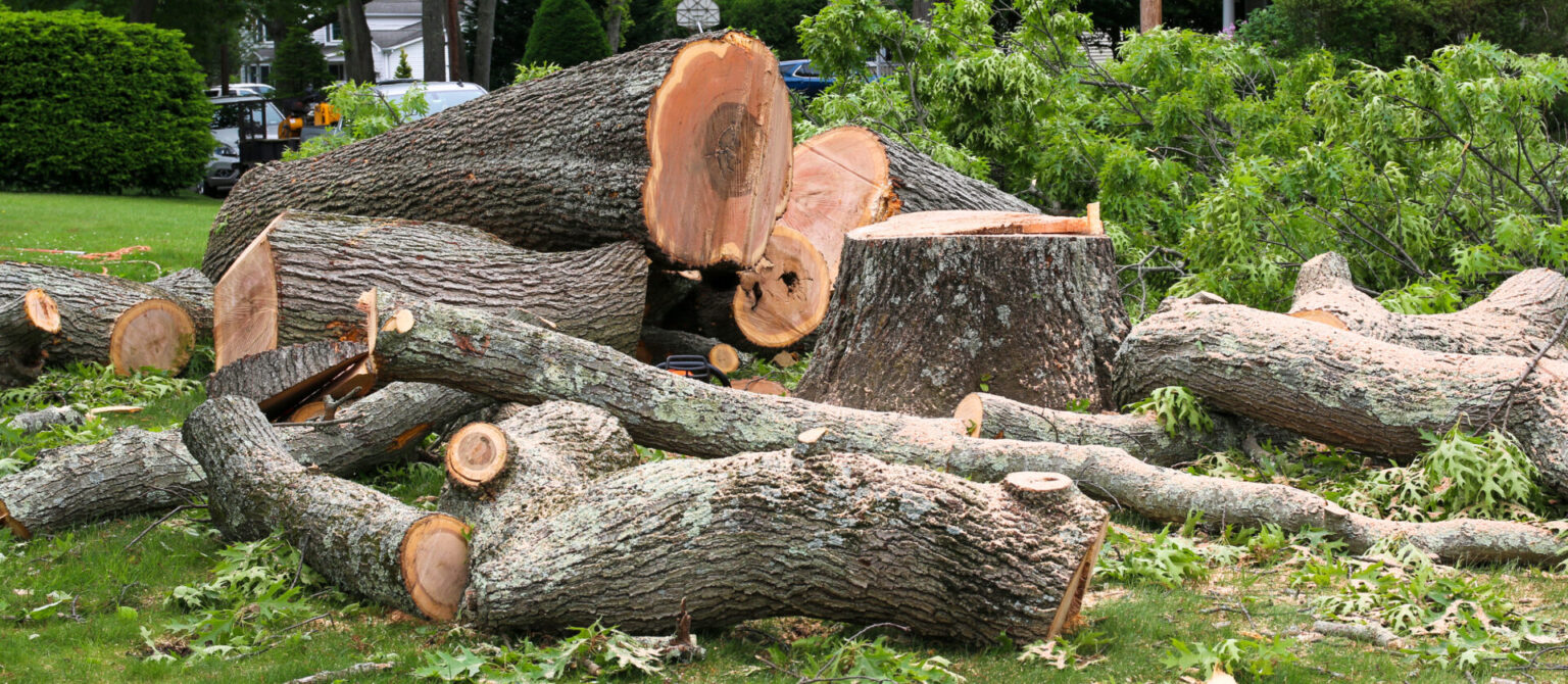 Ultimate Guide to Tree Pruning