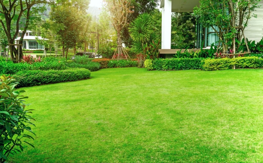The Best Weed Killers for Your Lawn