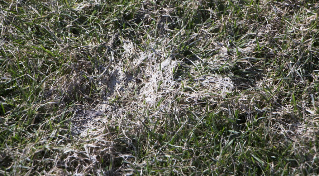 What Is Snow Mold & How To Remove It