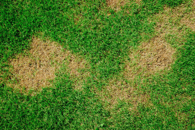 What Is Grass Rust and How to Remove It