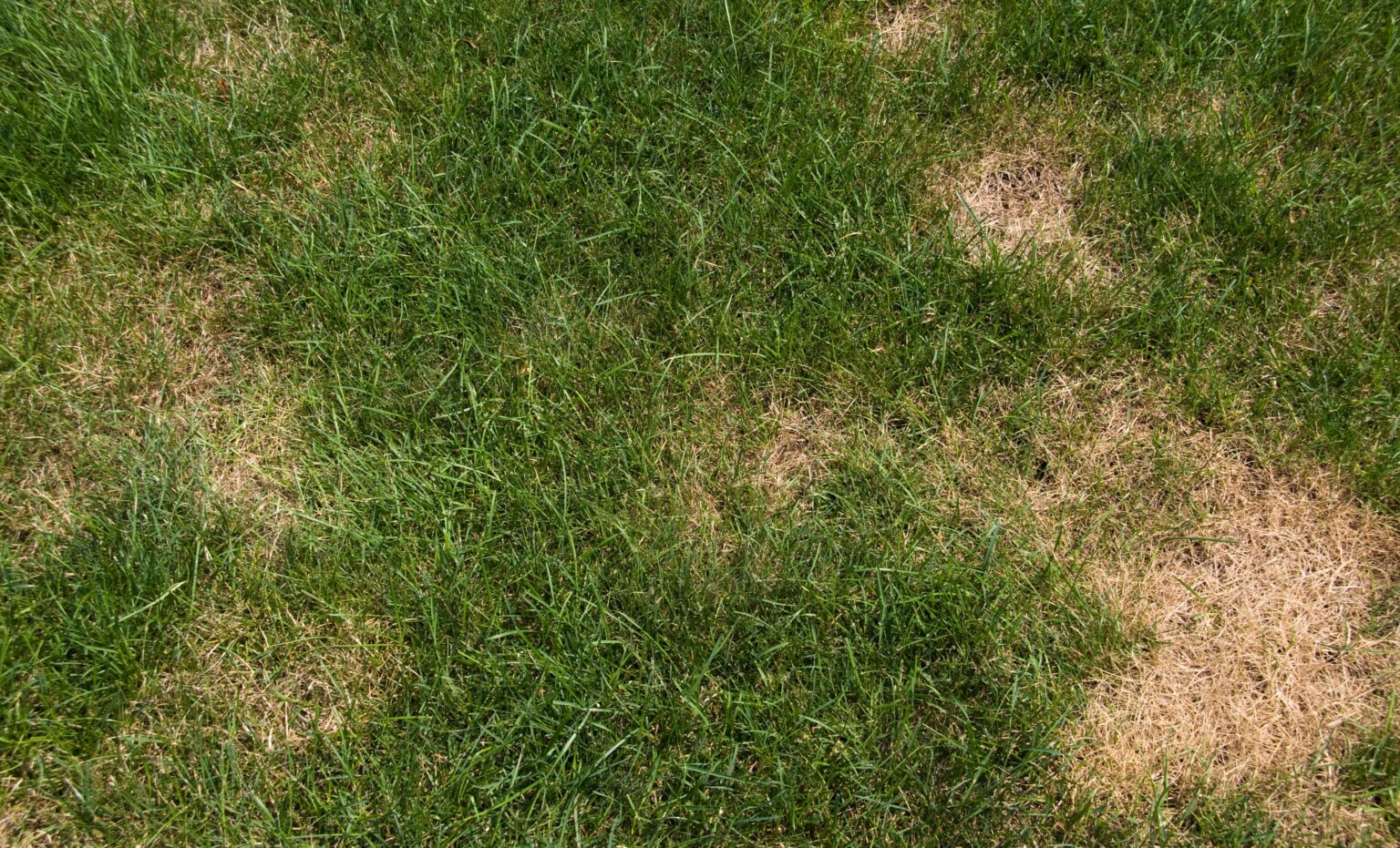Brown Spots in Grass: Identification and Prevention