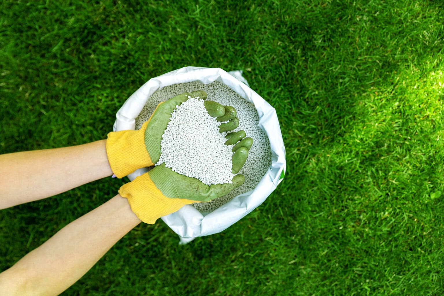 When Should You Fertilize Your Lawn?
