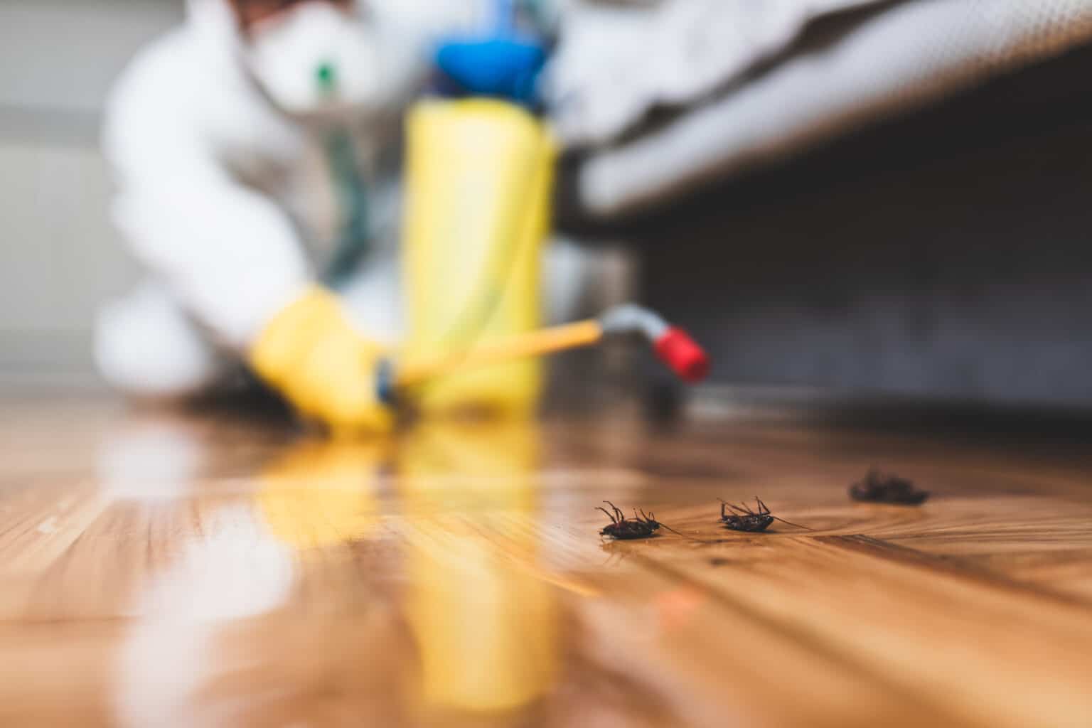 Mice Exterminator Cost (2026 Guide)