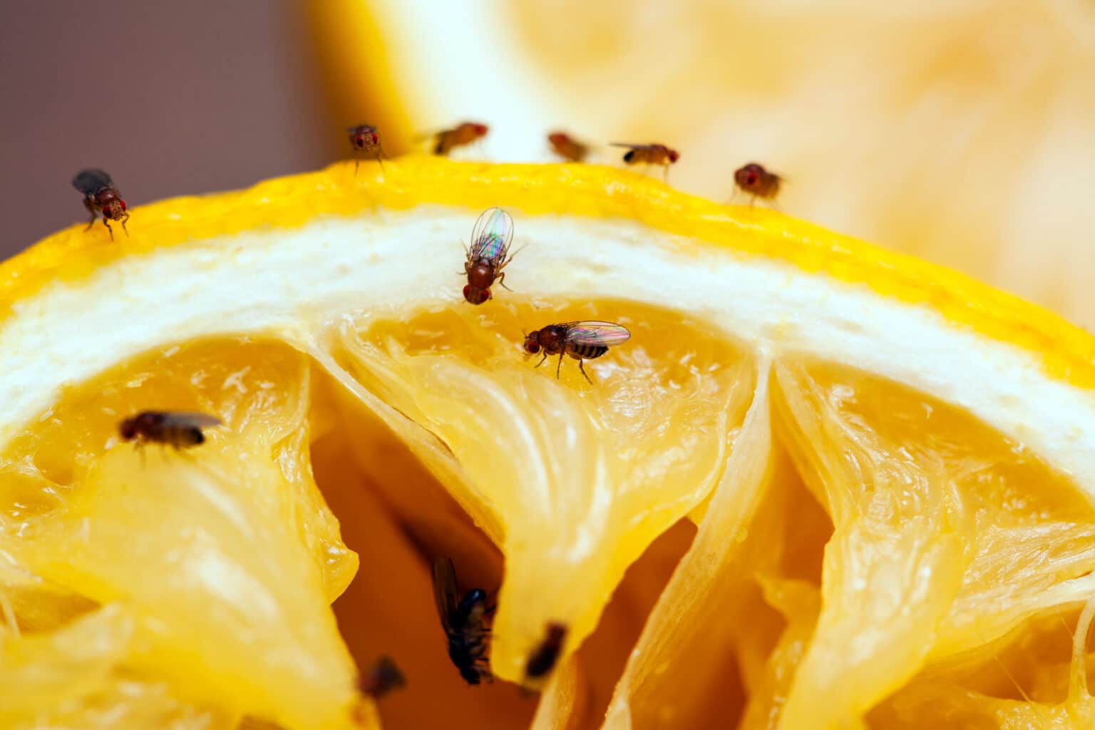 How To Kill Flies