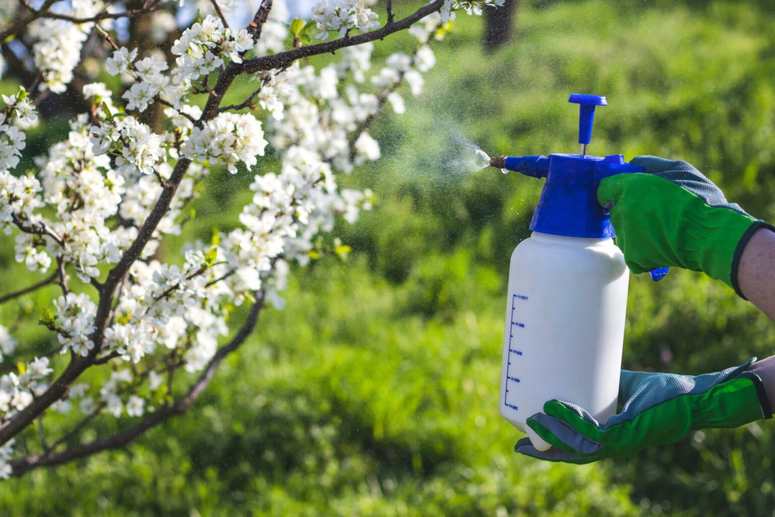 How To Remove Fleas in Your Home