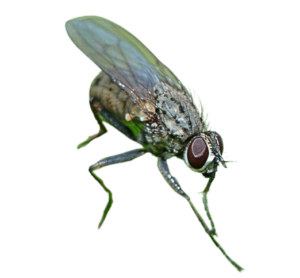 How To Get Rid of Gnats for Good