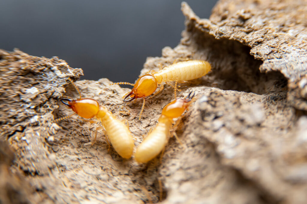 What Do Termites Look Like? Identification Guide