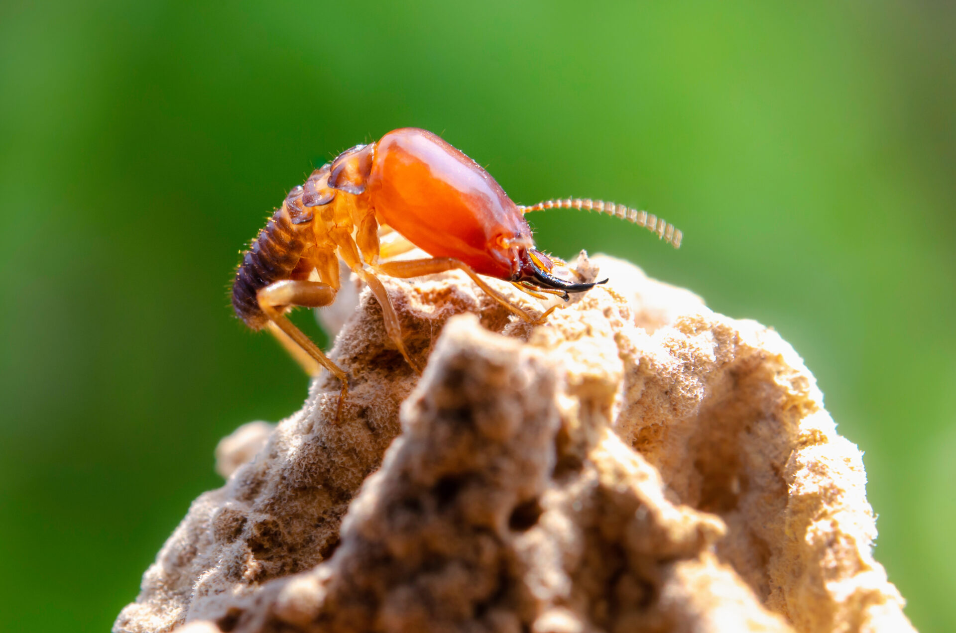 What Do Termites Look Like? Identification Guide