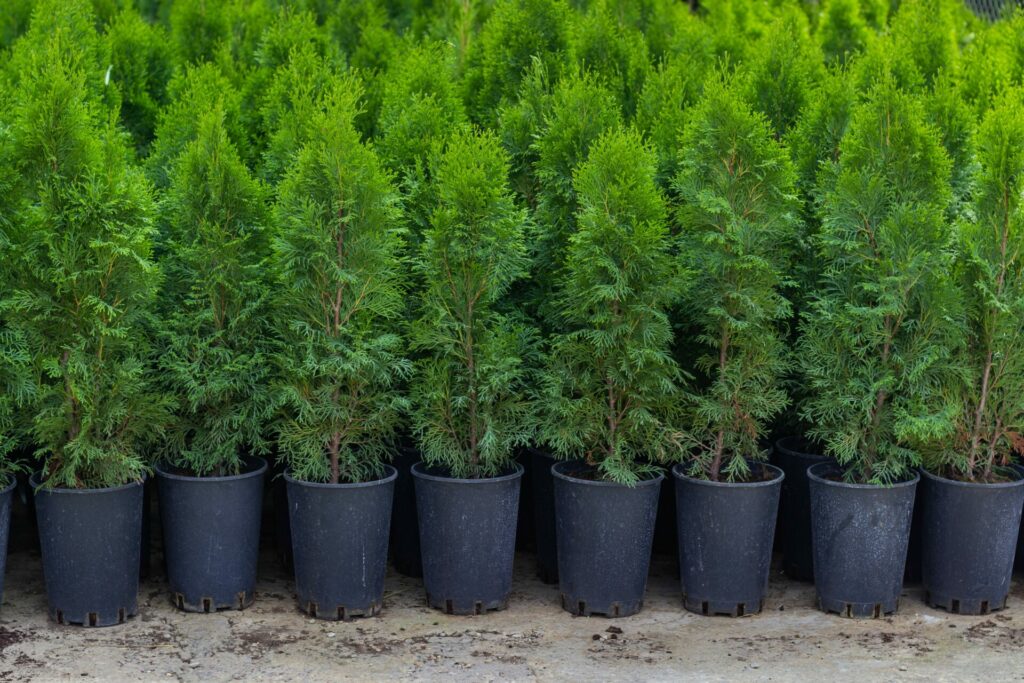 Everything You Need to Know About Emerald Green Arborvitae Trees