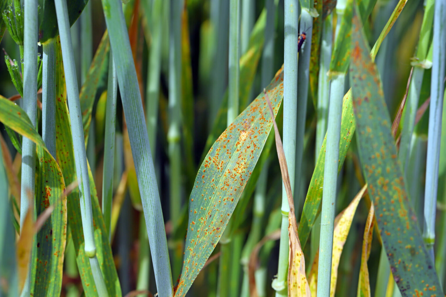 What Is Grass Rust and How to Remove It