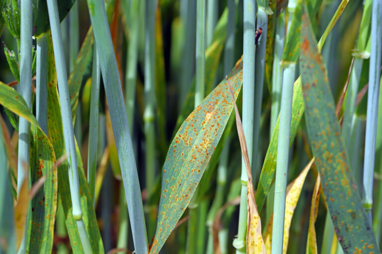 What Is Grass Rust and How to Remove It