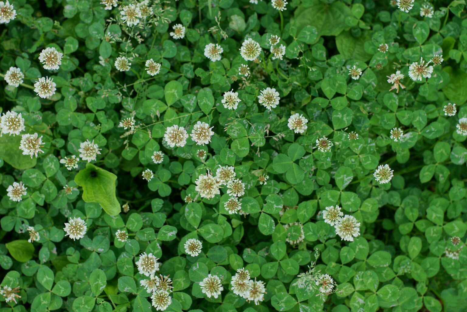 Clover Lawn
