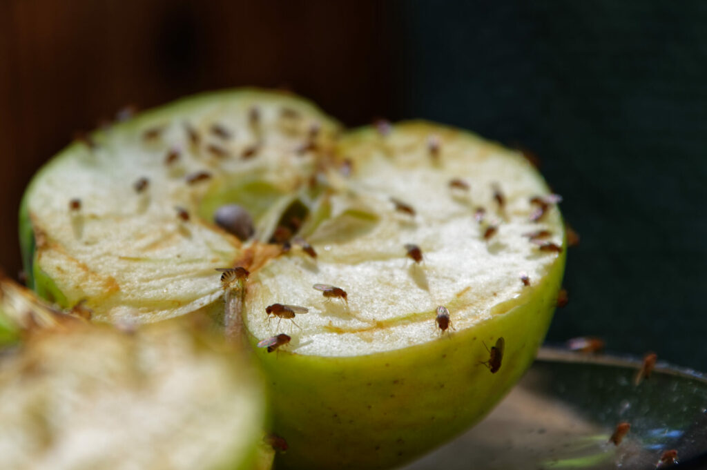 Small Black Bugs: Identification and Control