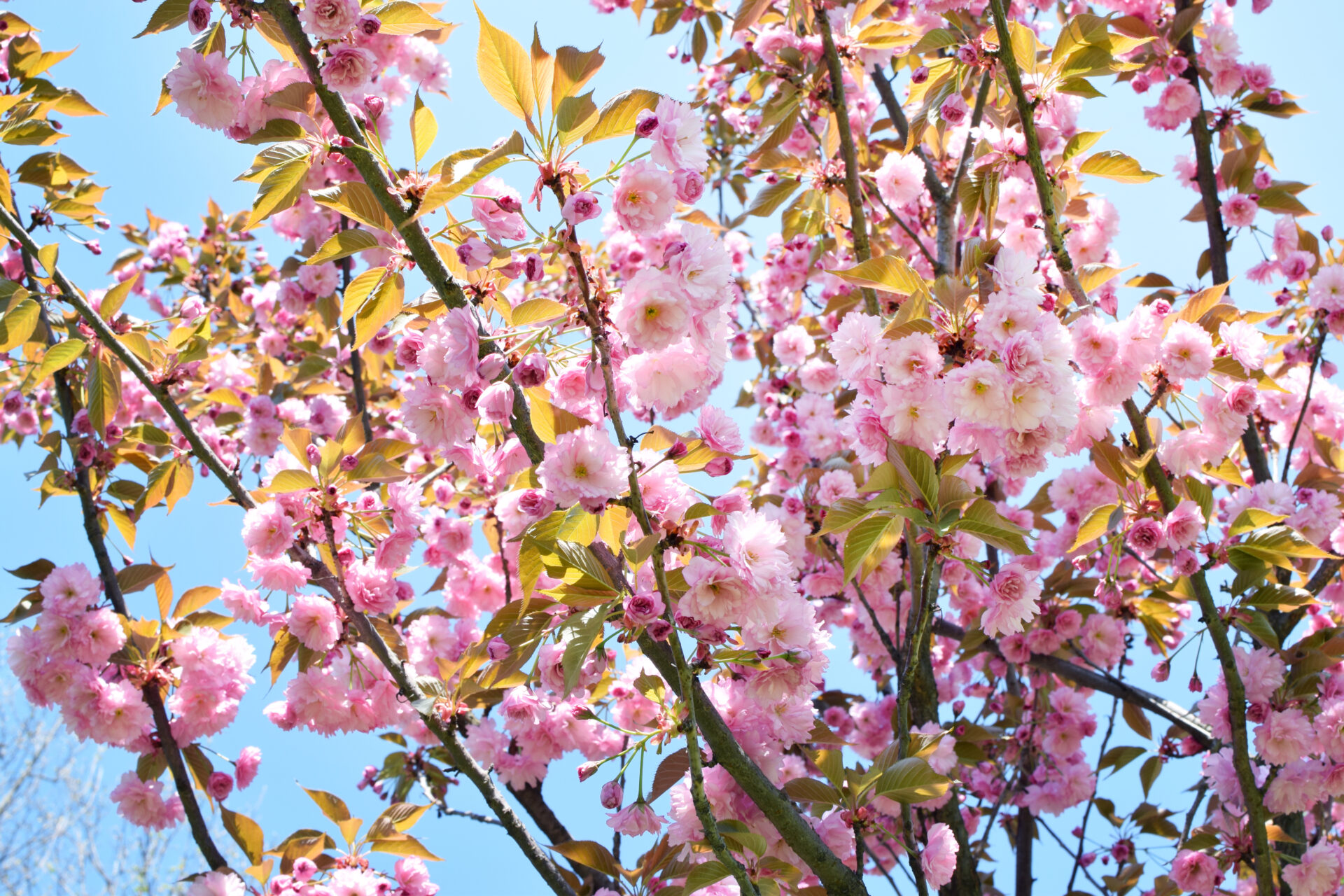 Kwanzan Cherry Tree Guide