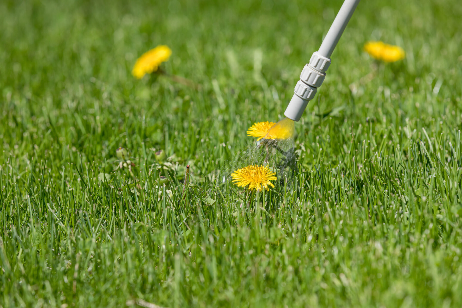 How To Get Rid of Dandelions