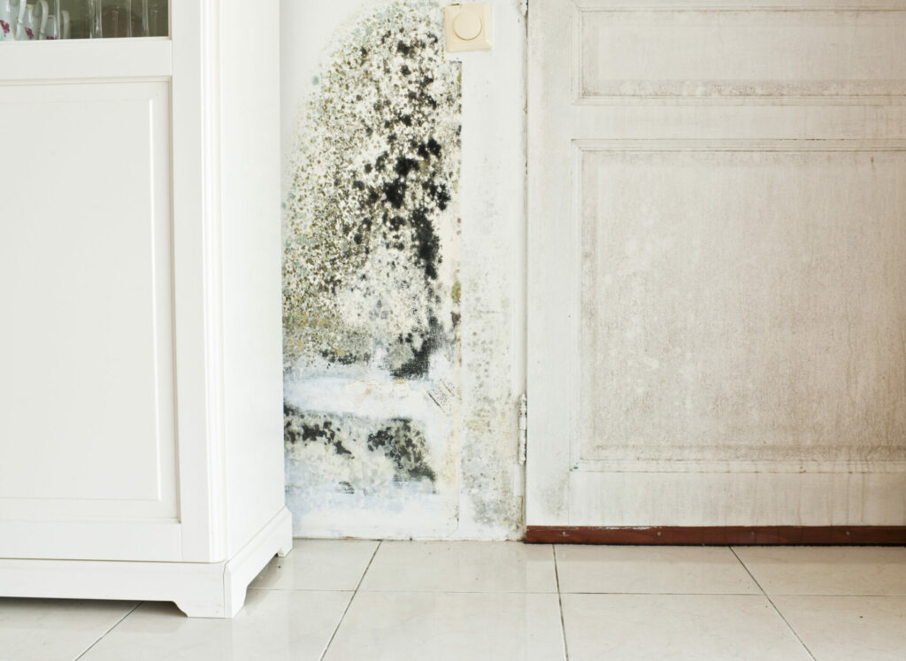 Black Mold vs. Regular Mold: What’s the Difference?