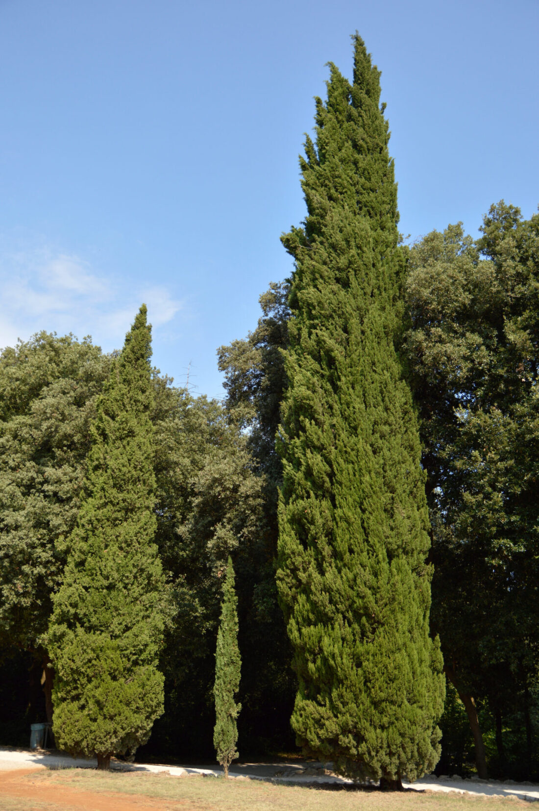 Everything You Need to Know About Thuja Green Giant Trees