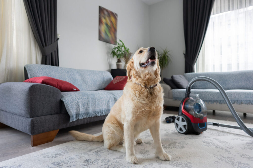 5 Best Portable Carpet Cleaners (2026)