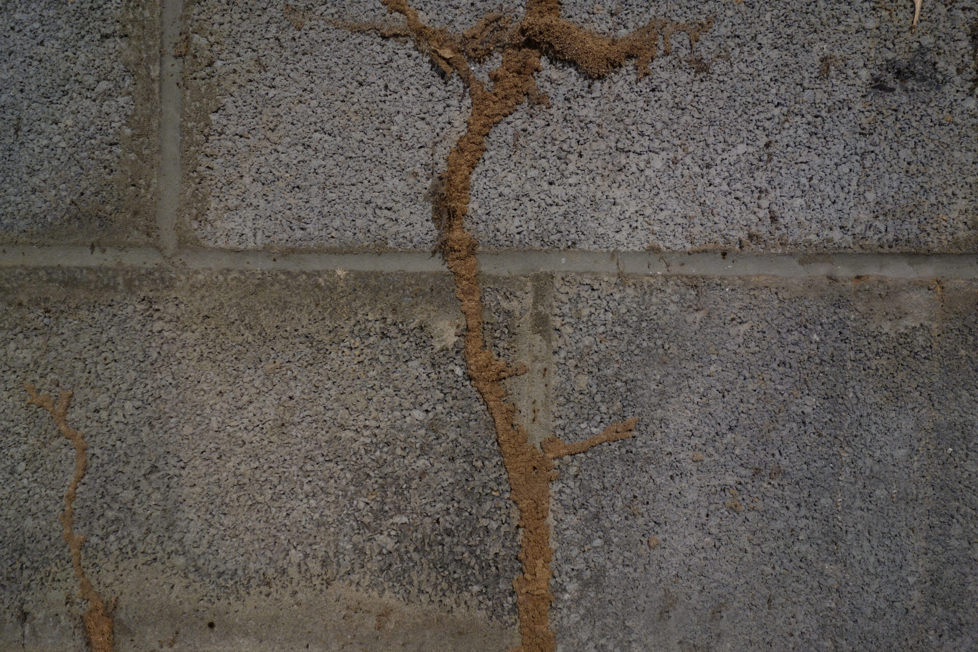 How To Tell If You Have Termite Damage